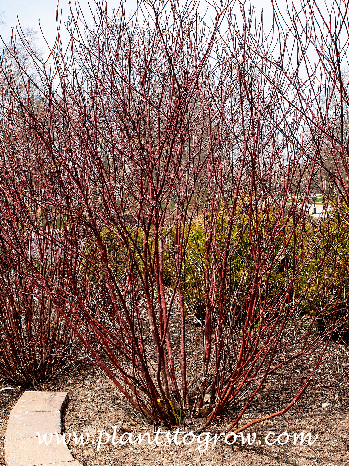 Arctic Sun Dogwood (Cornus sericea) | Plants To Grow Plants Database by ...