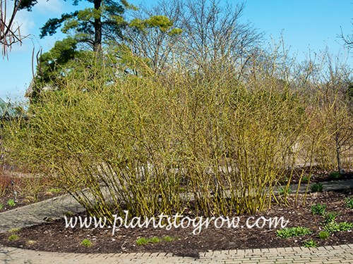 yellow twig dogwood shrub