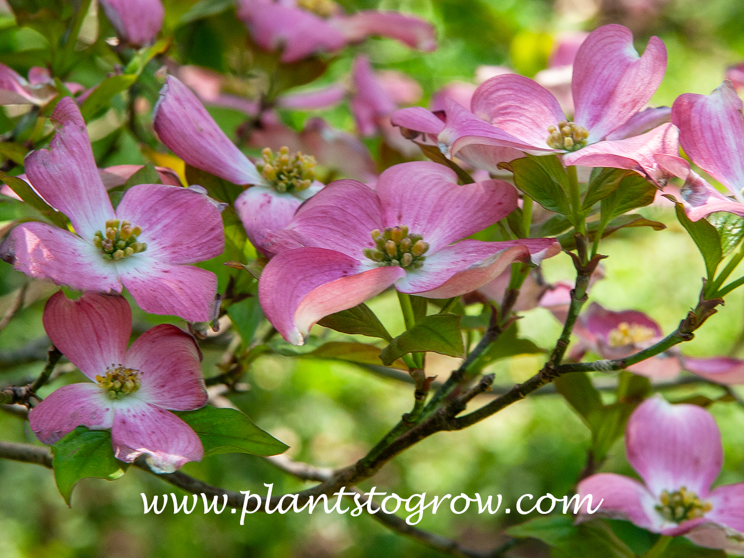 'Sweetwater Red (Cornus florida) | Plants To Grow Plants Database by ...