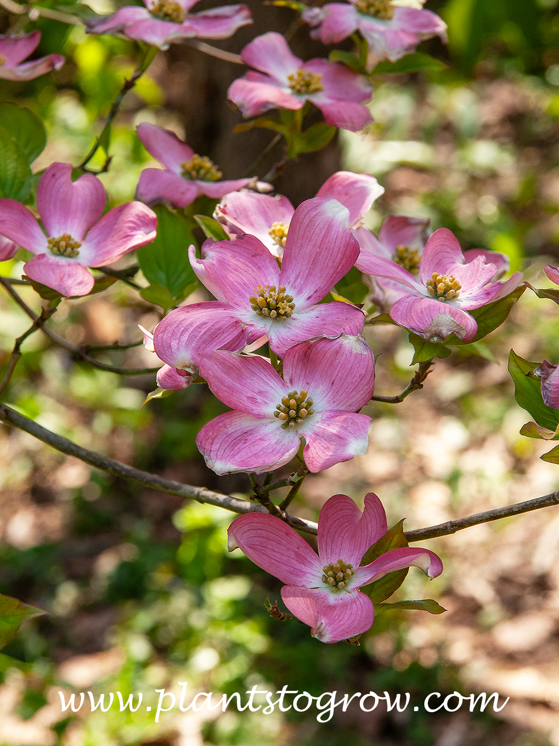 'Sweetwater Red (Cornus florida) | Plants To Grow Plants Database by ...