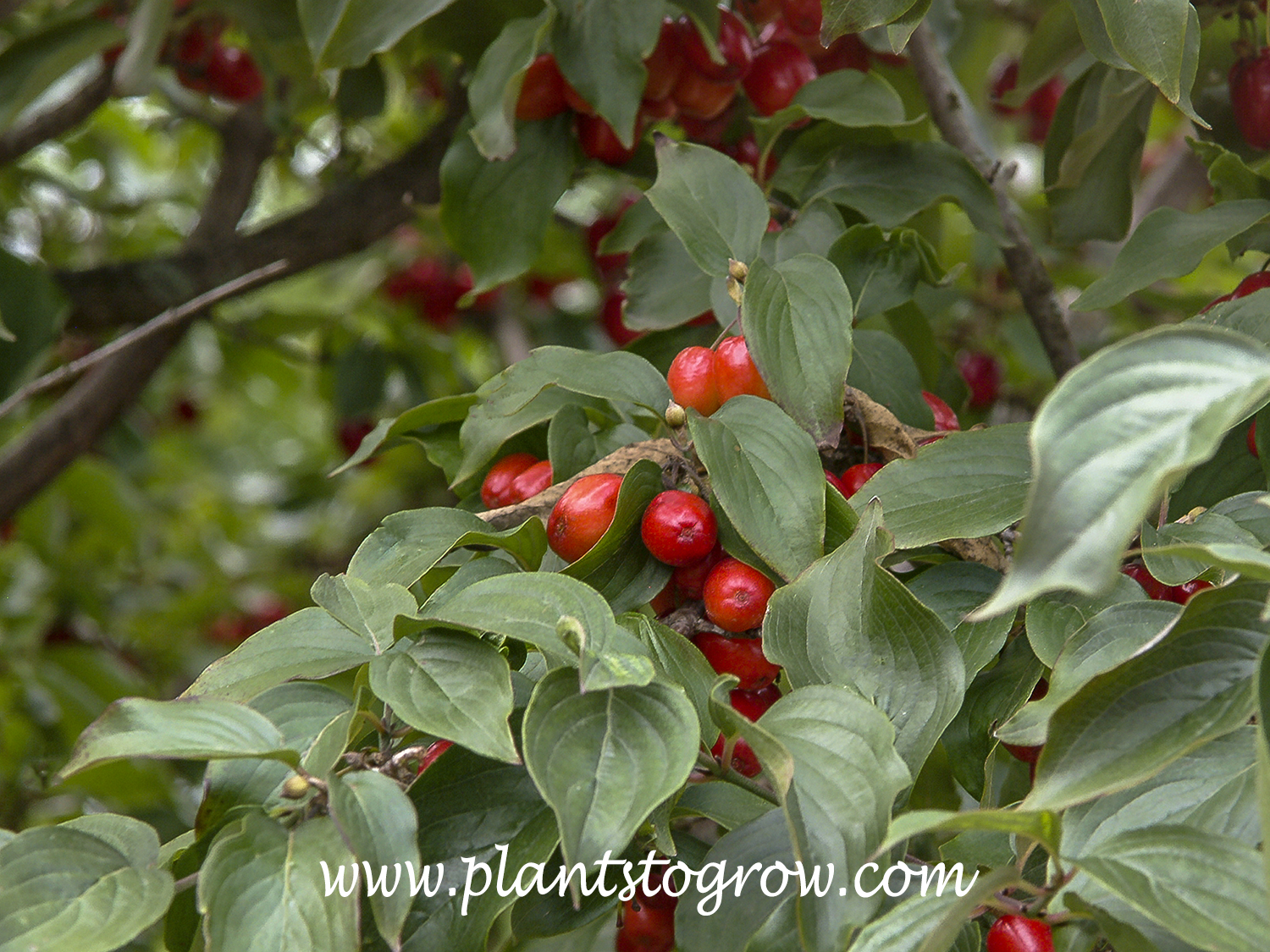 Cornelian Cherry (Cornus mas) | Plants To Grow Plants Database by Paul ...