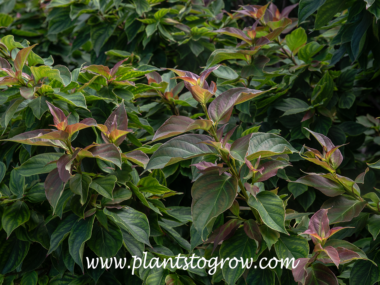 Dwarf Red Dwarf-tipped dogwood (Cornus pumila) | Plants To Grow Plants ...