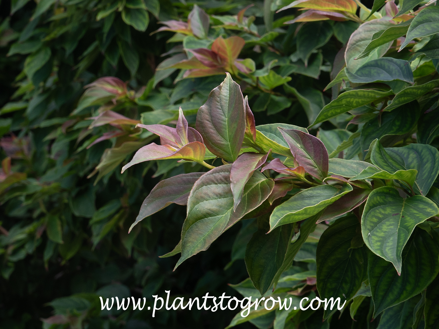 Dwarf Red Dwarf-tipped dogwood (Cornus pumila) | Plants To Grow Plants ...