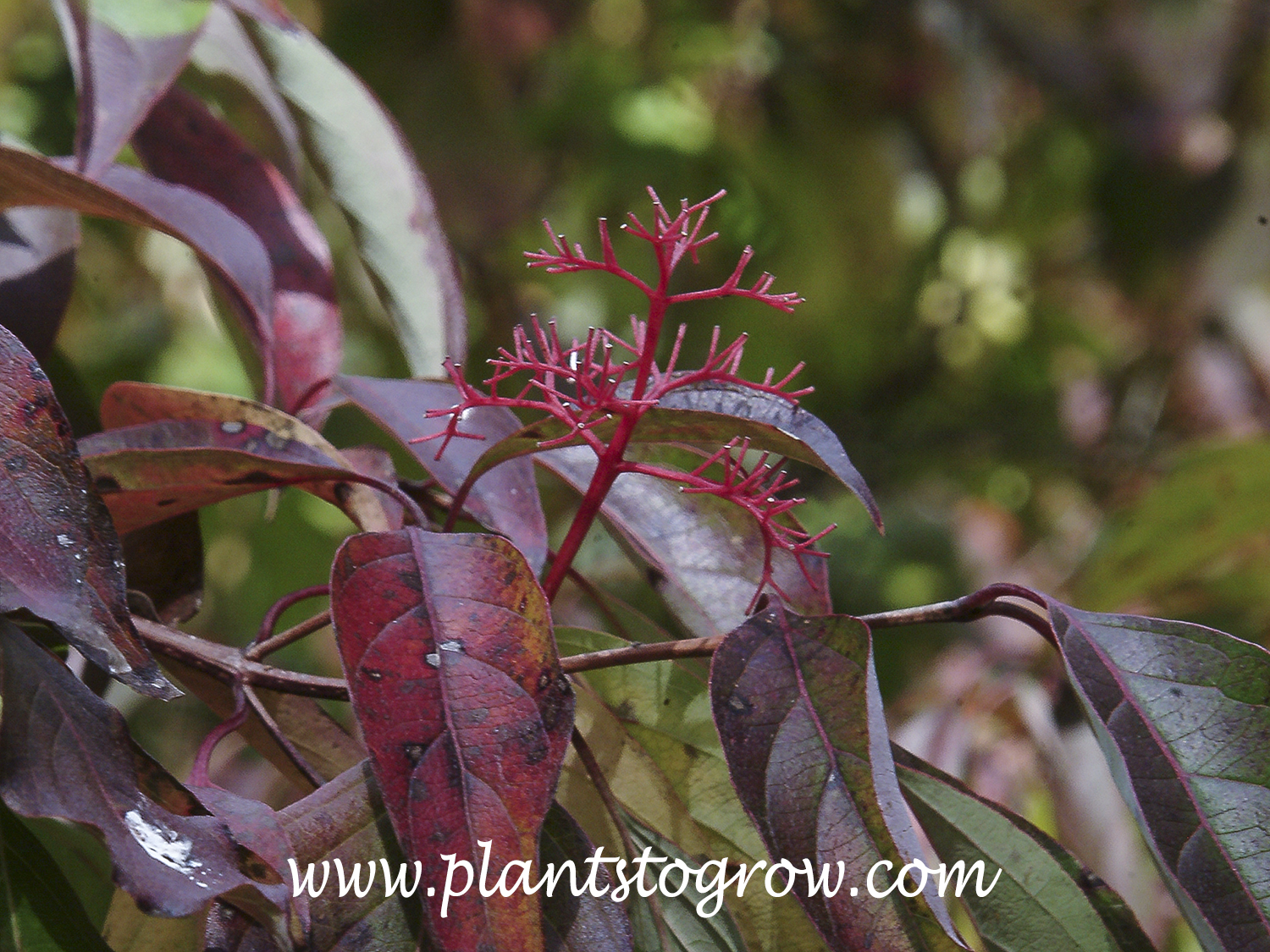Cornus Racemosa Leaf