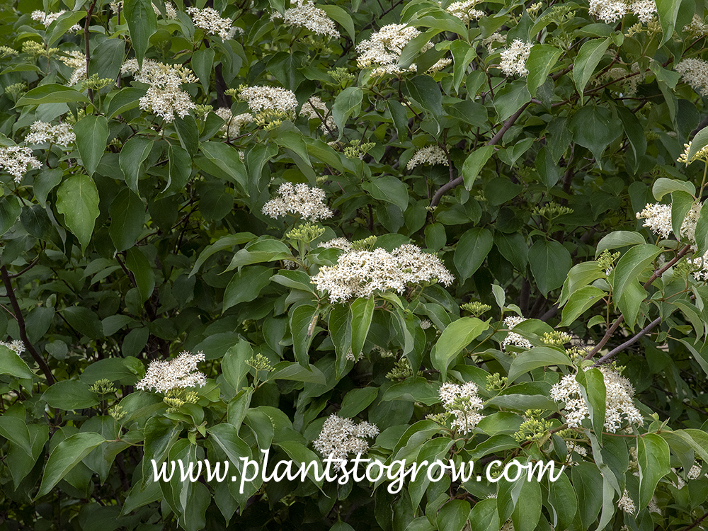 Gray Dogwood (Cornus racemosa) | Plants To Grow Plants Database by Paul ...