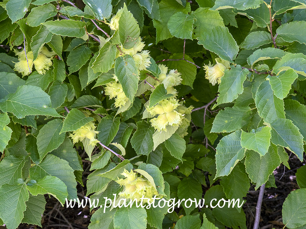 American Hazelnut (Corylus americana) | Plants To Grow Plants Database ...