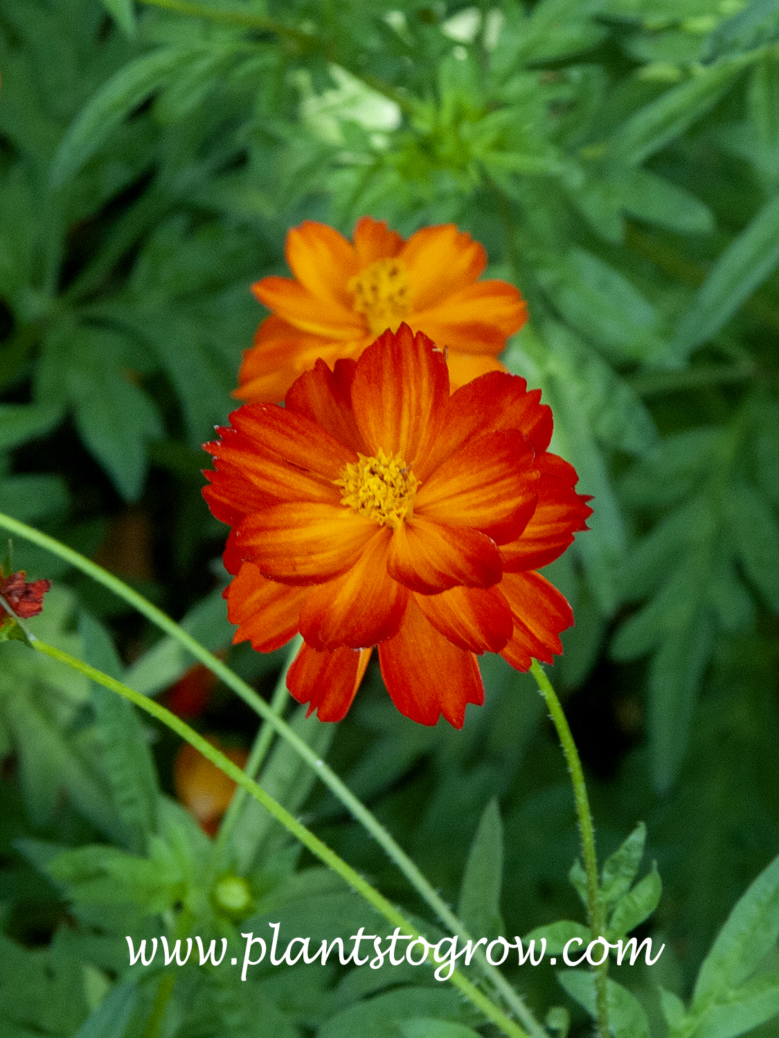 Sunny Red Cosmos (Cosmos) | Plants To Grow Plants Database by Paul S ...