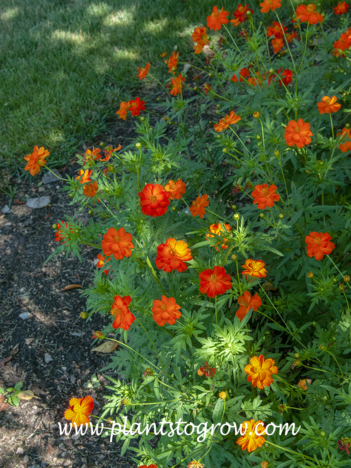 Sunny Red Cosmos (Cosmos) | Plants To Grow Plants Database by Paul S ...