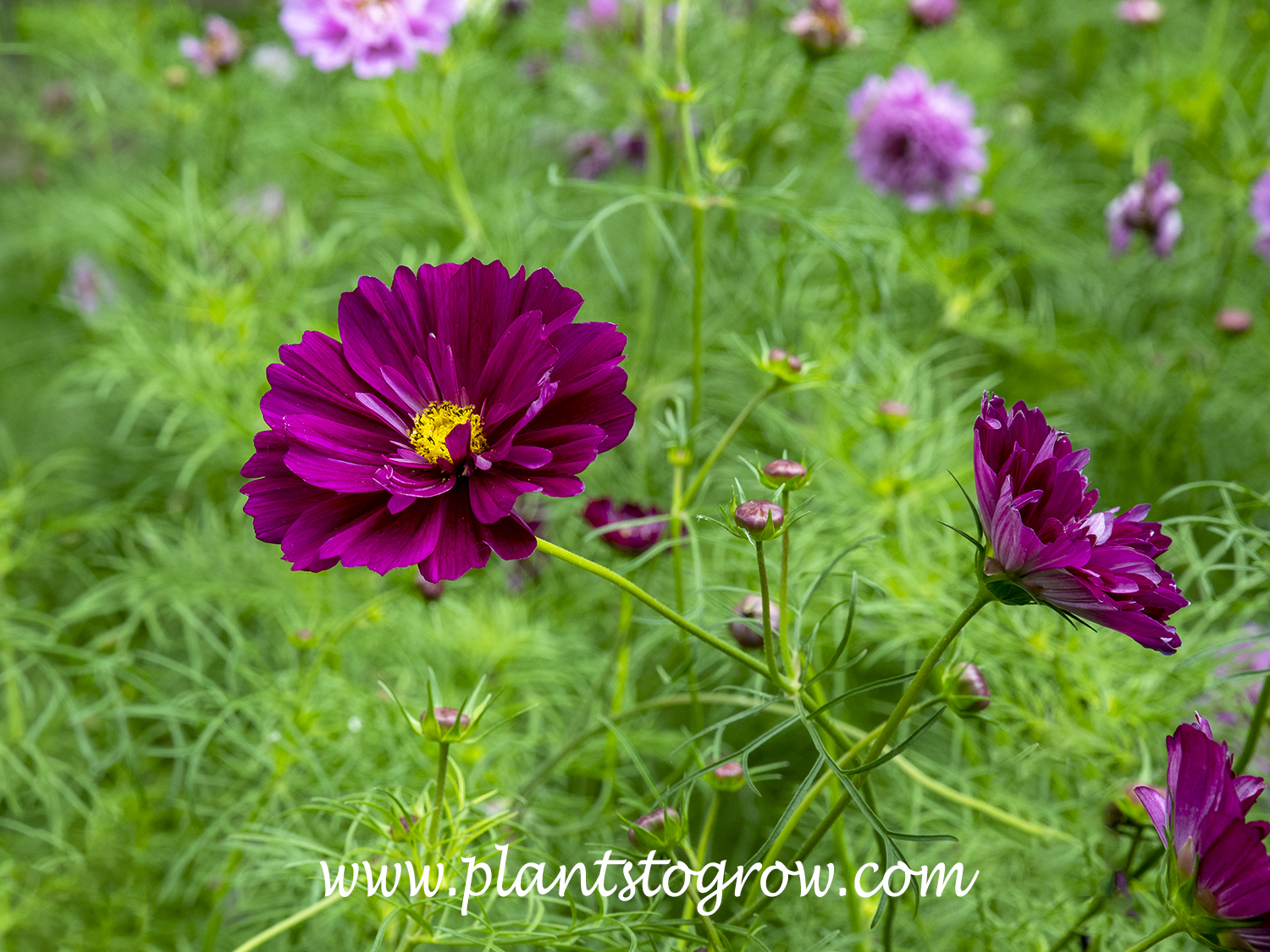 'Cosmos Double Click' series | Plants To Grow Plants Database by Paul S ...