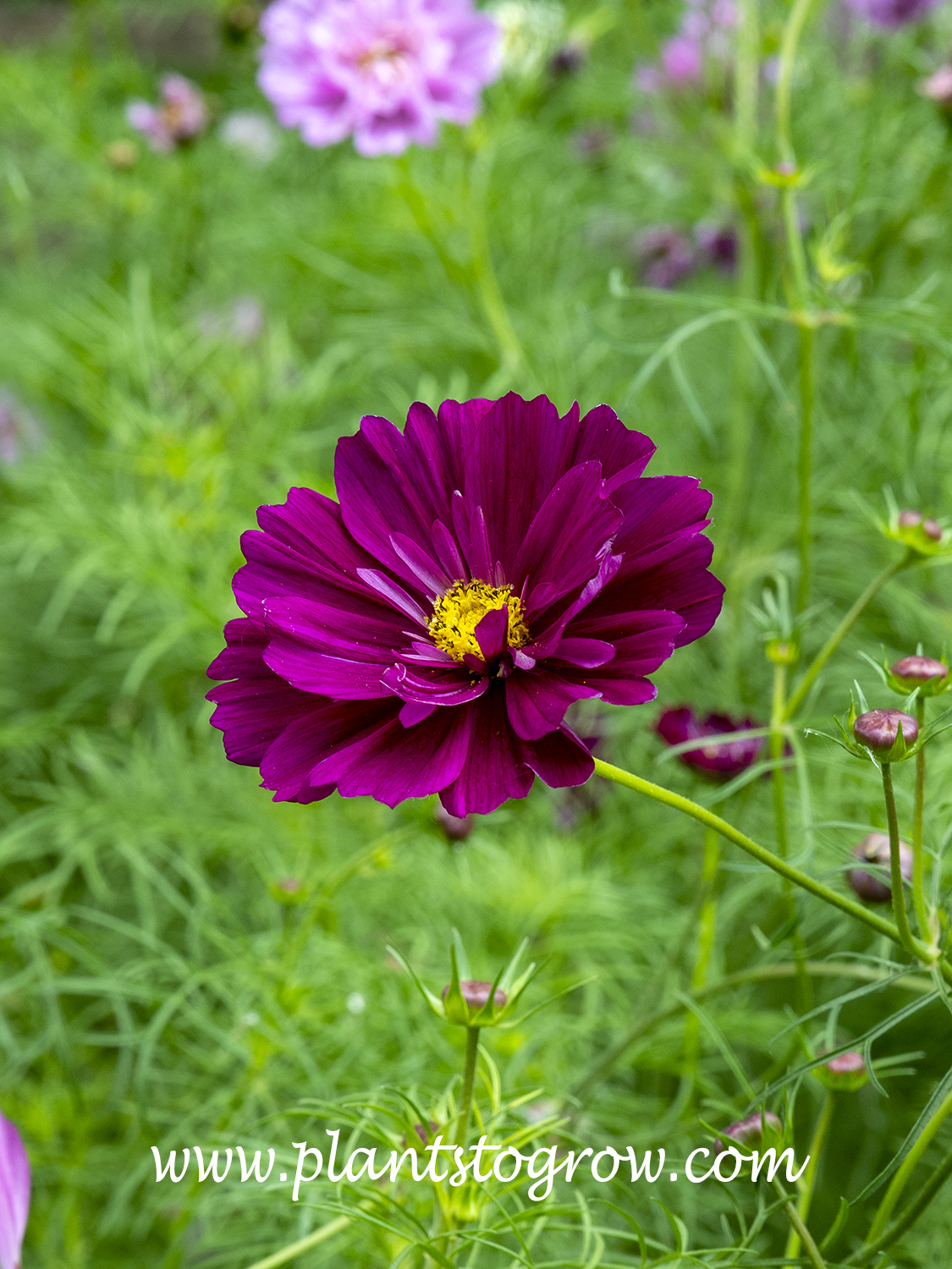 'Cosmos Double Click' series | Plants To Grow Plants Database by Paul S ...
