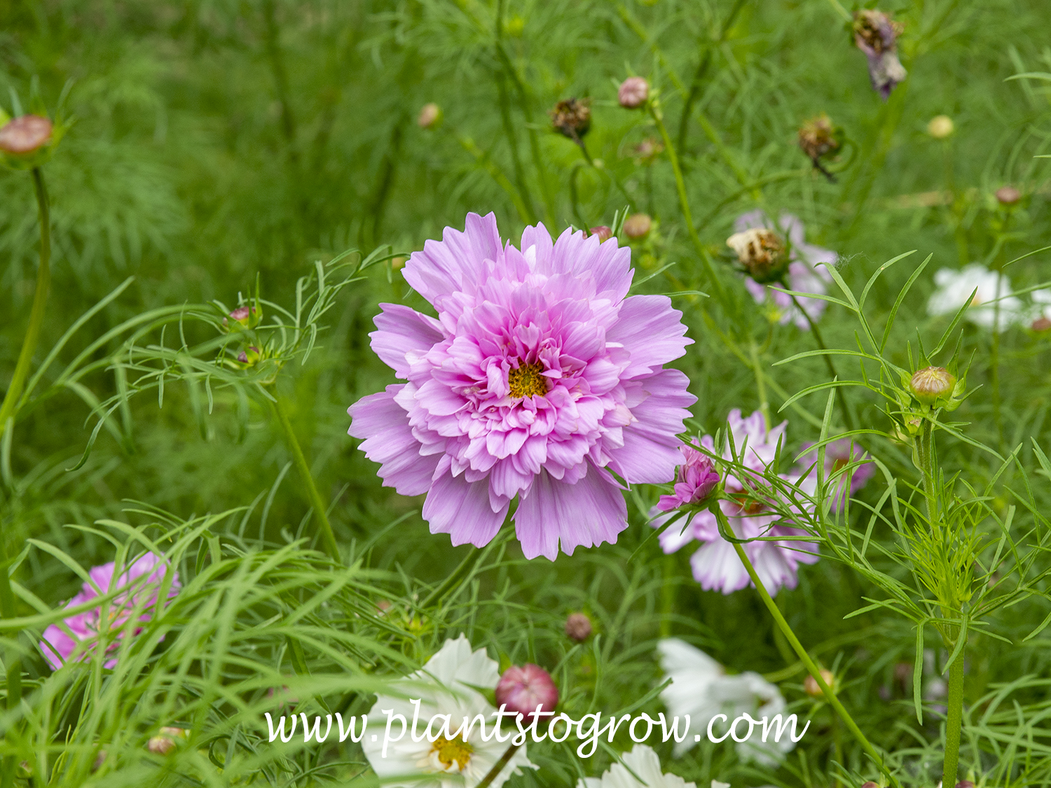 'Cosmos Double Click' series | Plants To Grow Plants Database by Paul S ...