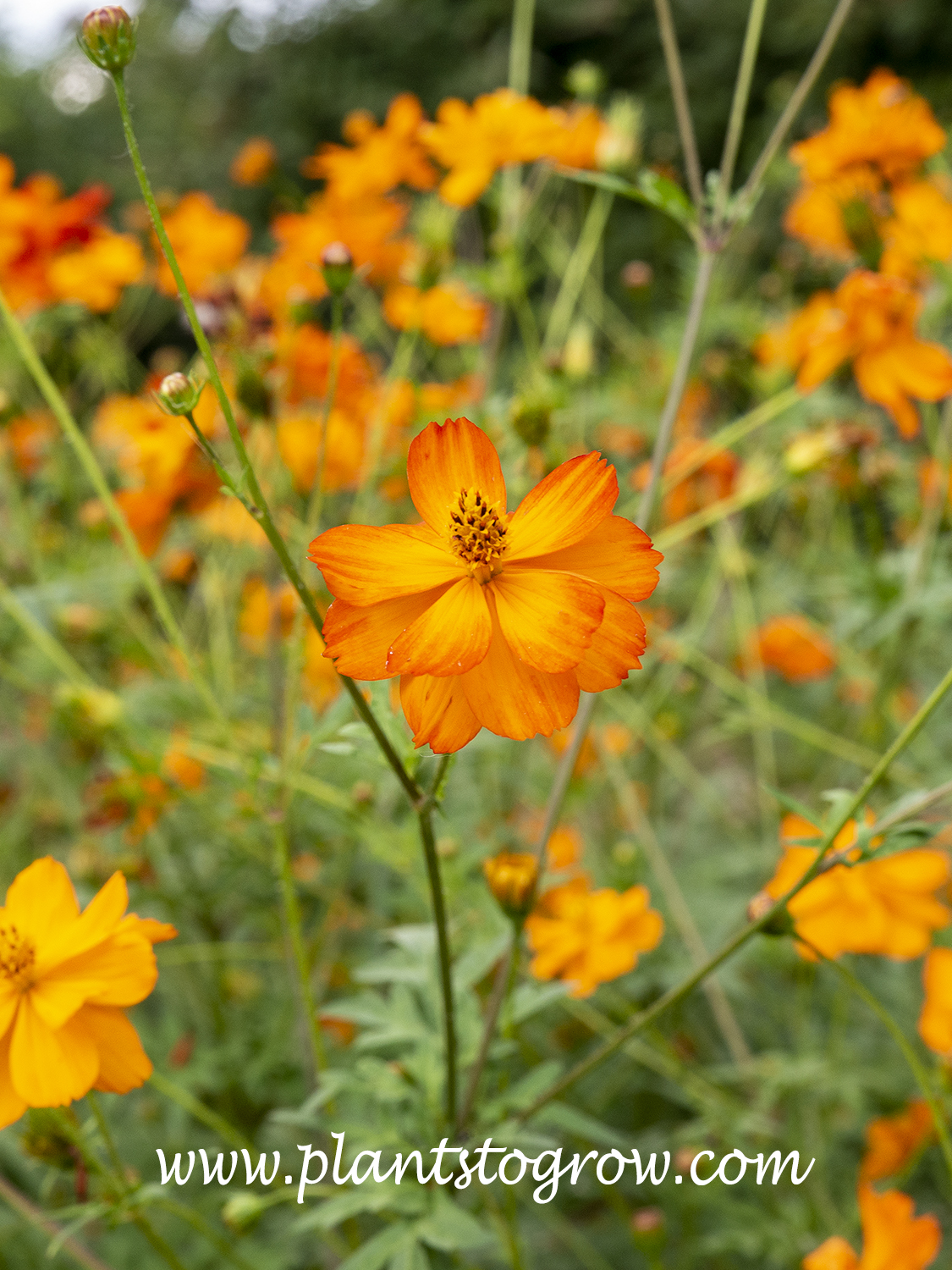 Monas Orange Cosmos (Cosmos sulphureus) | Plants To Grow Plants ...