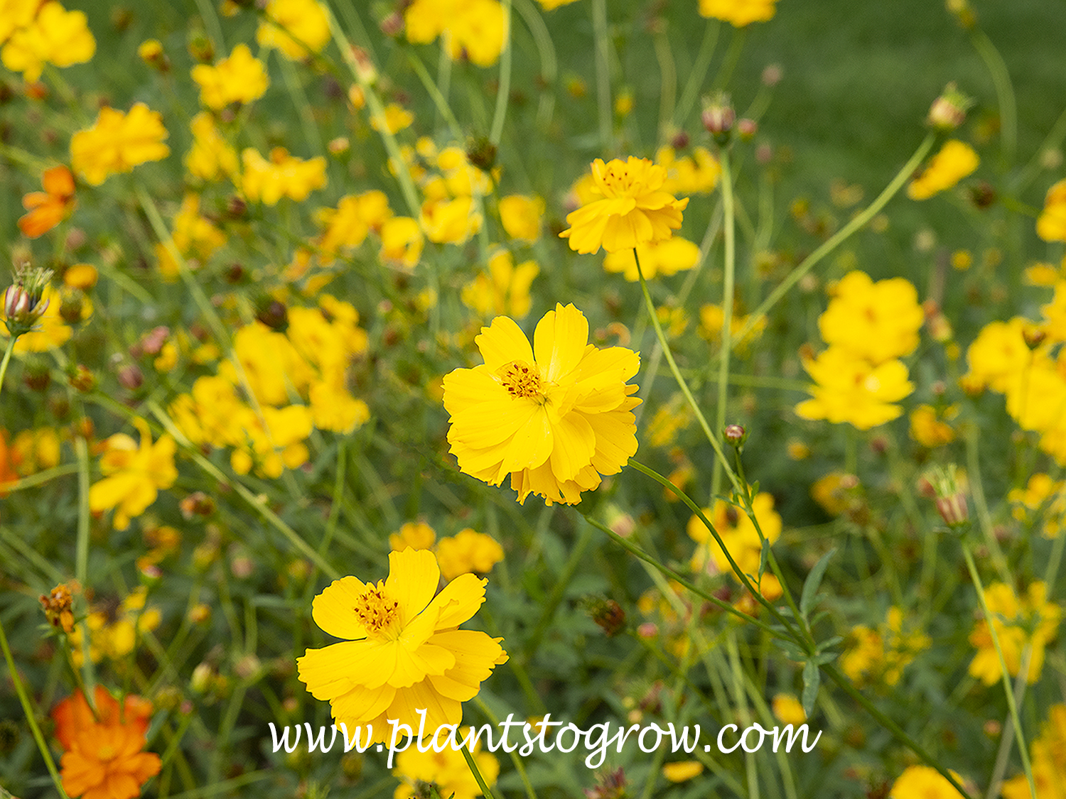 Towering Cosmos (Cosmos sulphureus) | Plants To Grow Plants Database by ...