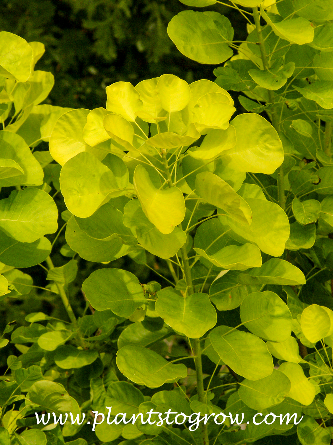 Golden Smoke Smoke Bush (Cotinus coggygria) | Plants To Grow Plants ...