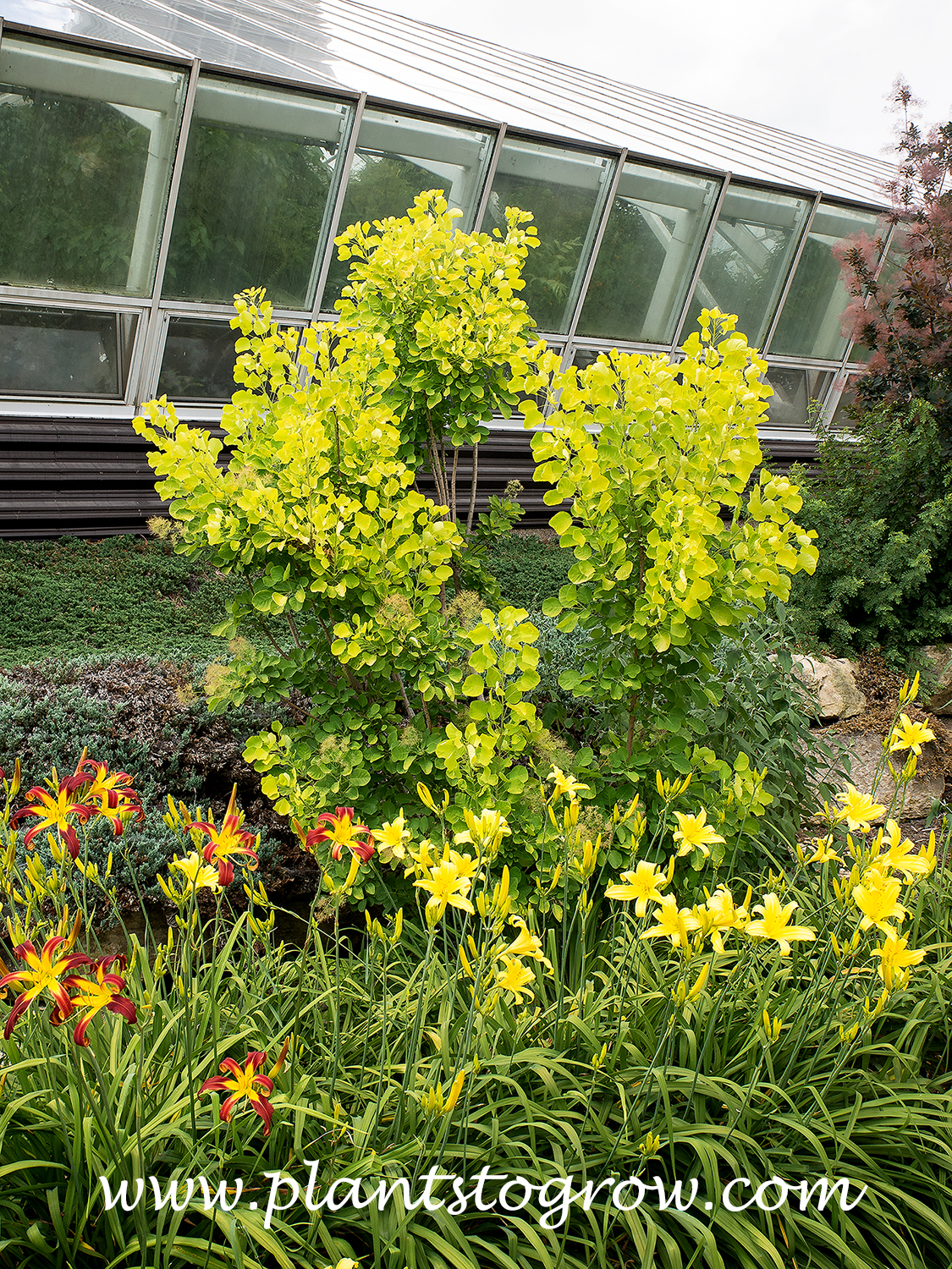 Golden Smoke Smoke Bush (Cotinus coggygria) | Plants To Grow Plants ...