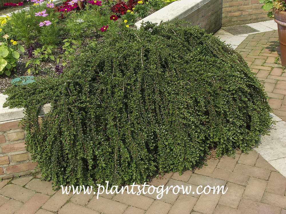 Hesse Cotoneaster | Plants To Grow Plants Database by Paul S. Drobot