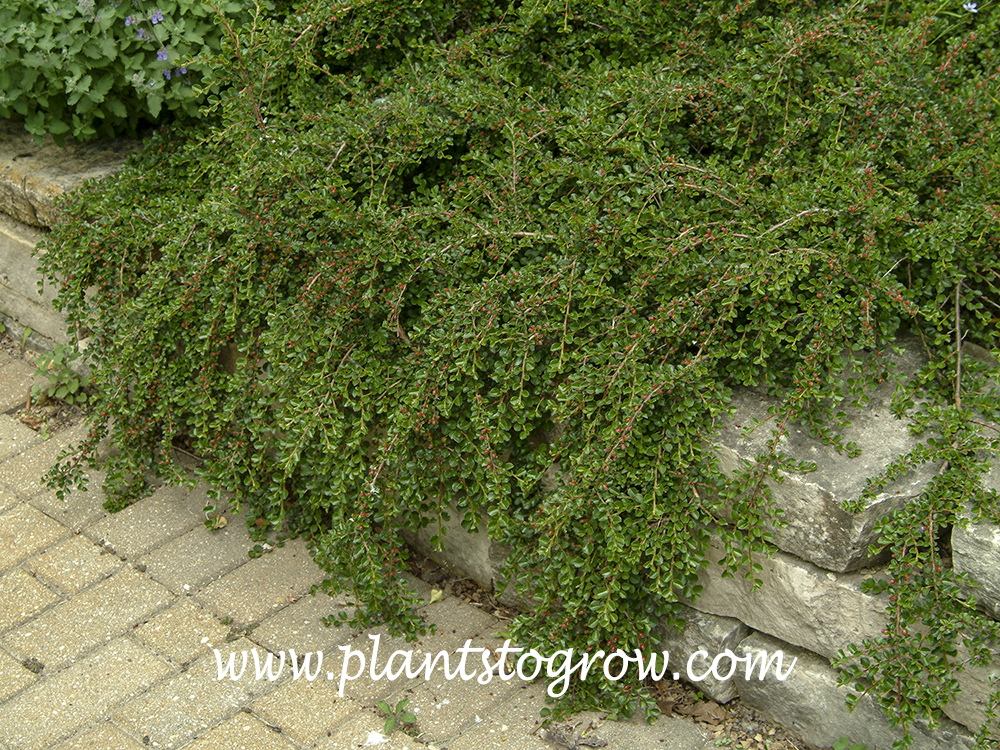 Hesse Cotoneaster | Plants To Grow Plants Database by Paul S. Drobot