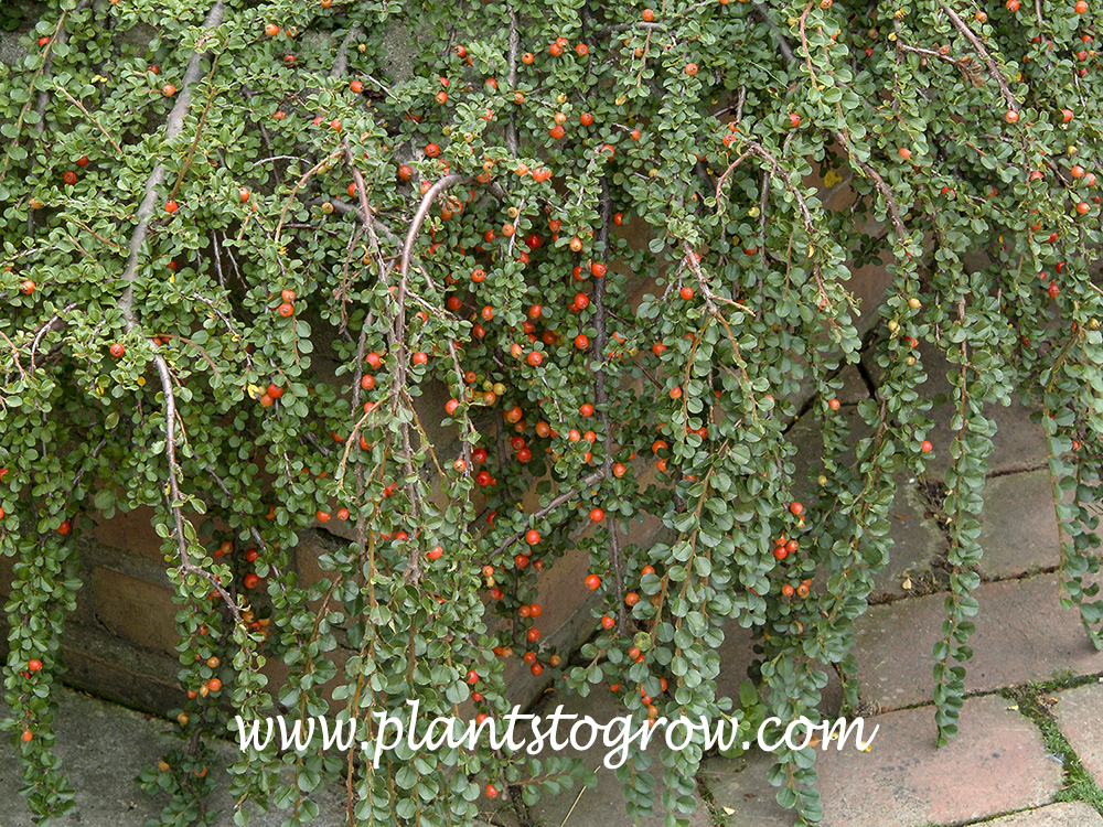 Hesse Cotoneaster | Plants To Grow Plants Database by Paul S. Drobot