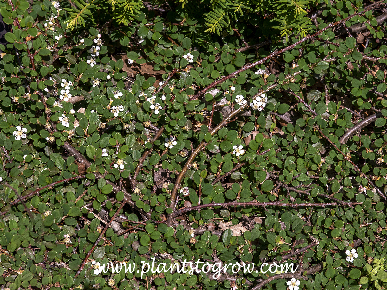 Little Dipper Cotonesater (Cotoneaster procumbens) | Plants To Grow ...