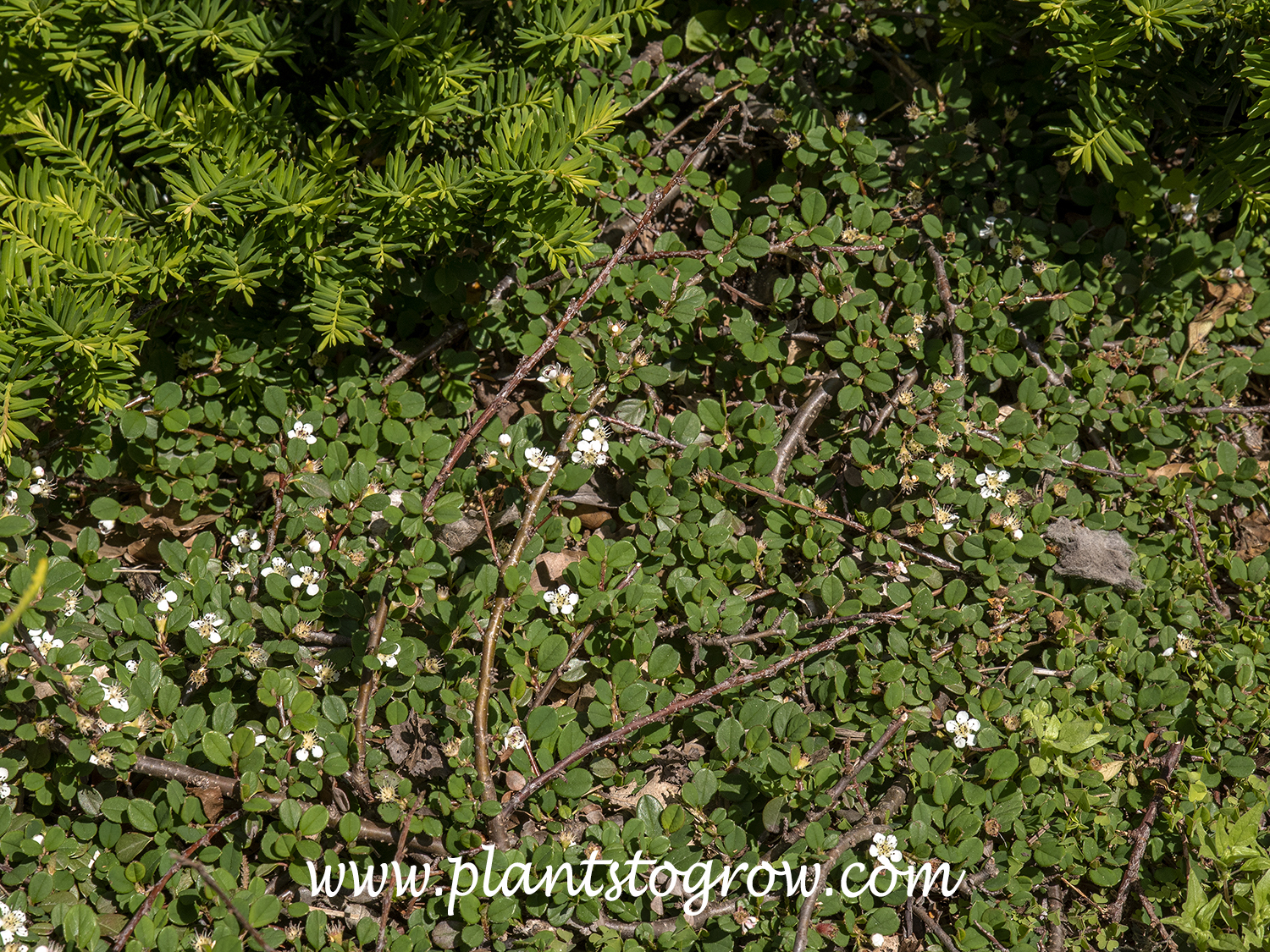 Little Dipper Cotonesater (Cotoneaster procumbens) | Plants To Grow ...