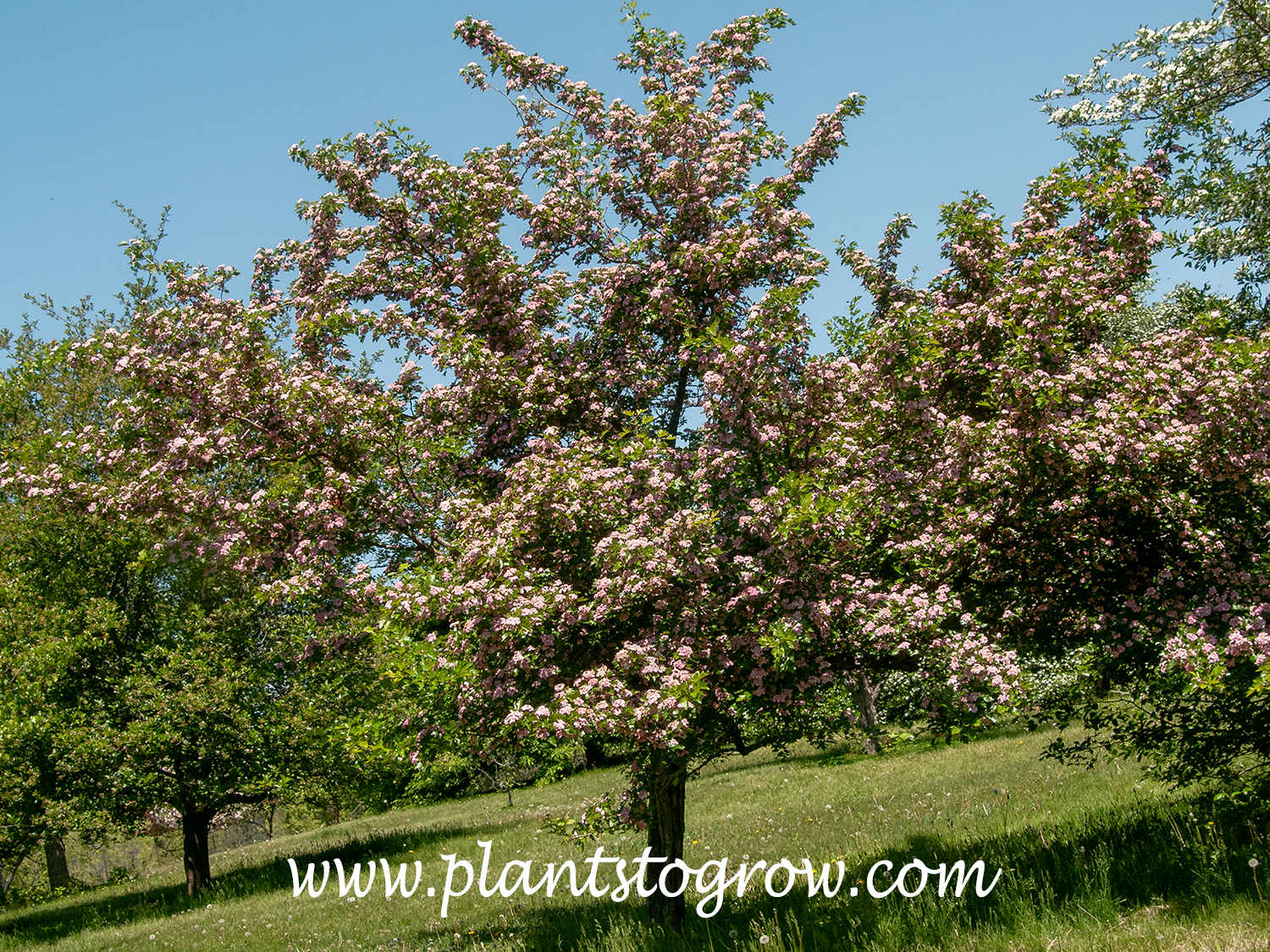 Toba Hawthorn (Crataegus x mordensis) | Plants To Grow Plants Database ...