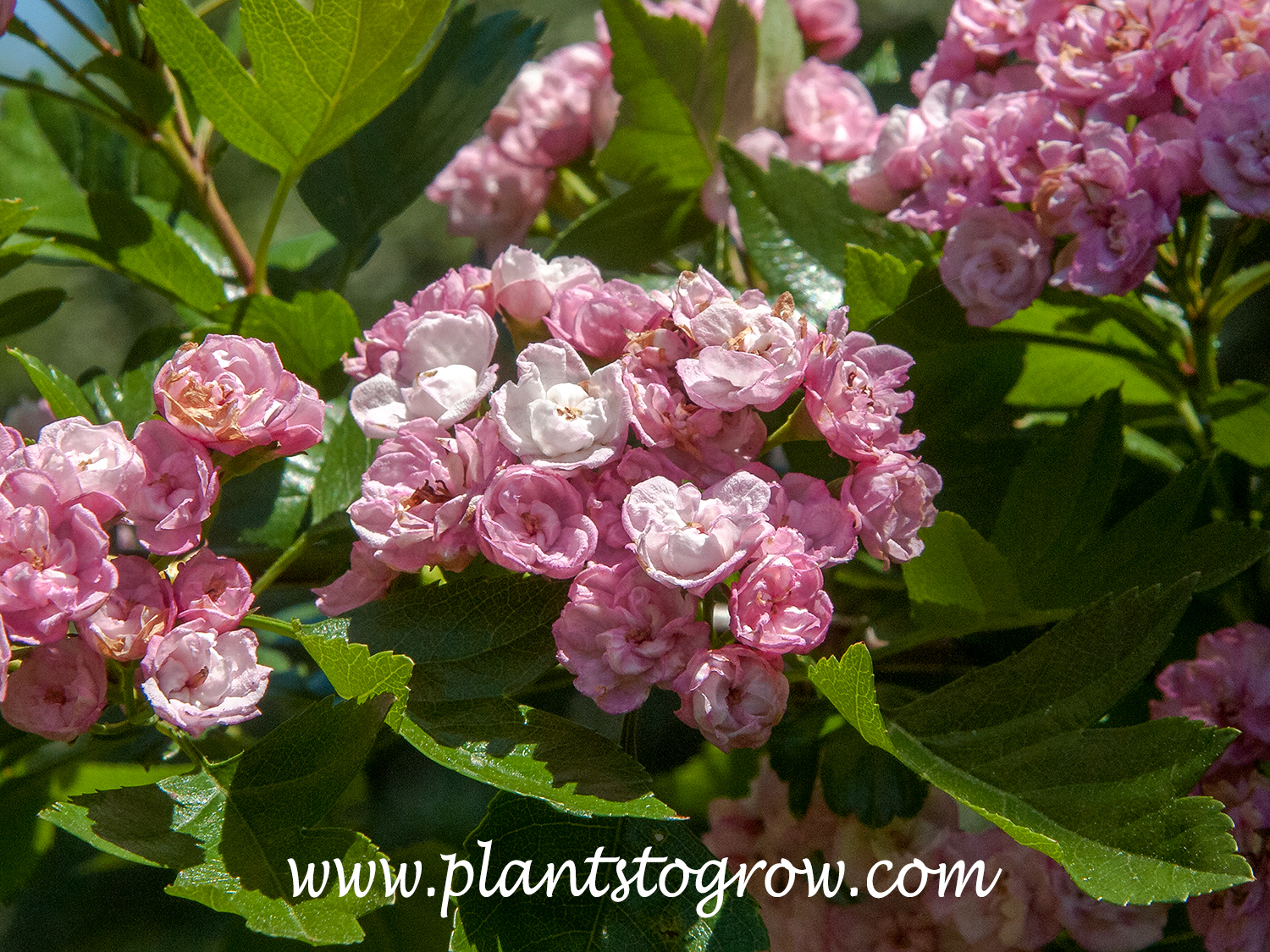 Toba Hawthorn (Crataegus x mordensis) | Plants To Grow Plants Database ...