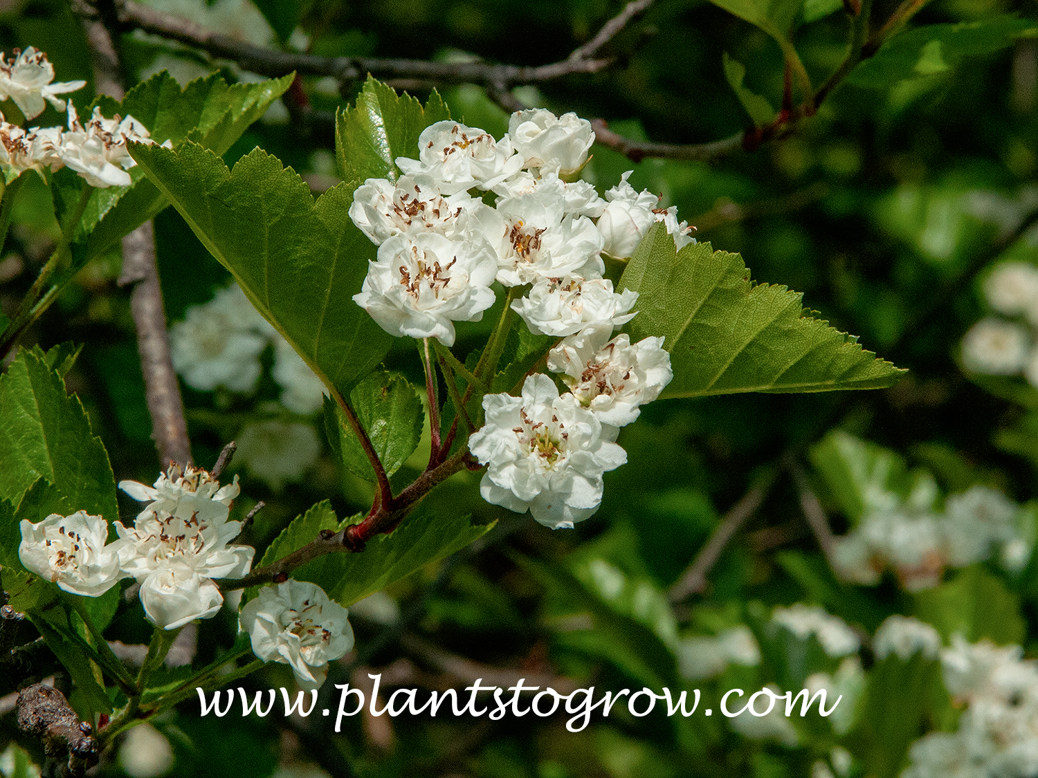 Snowbird Hawthorn (Crataegus x mordenedsis) | Plants To Grow Plants ...