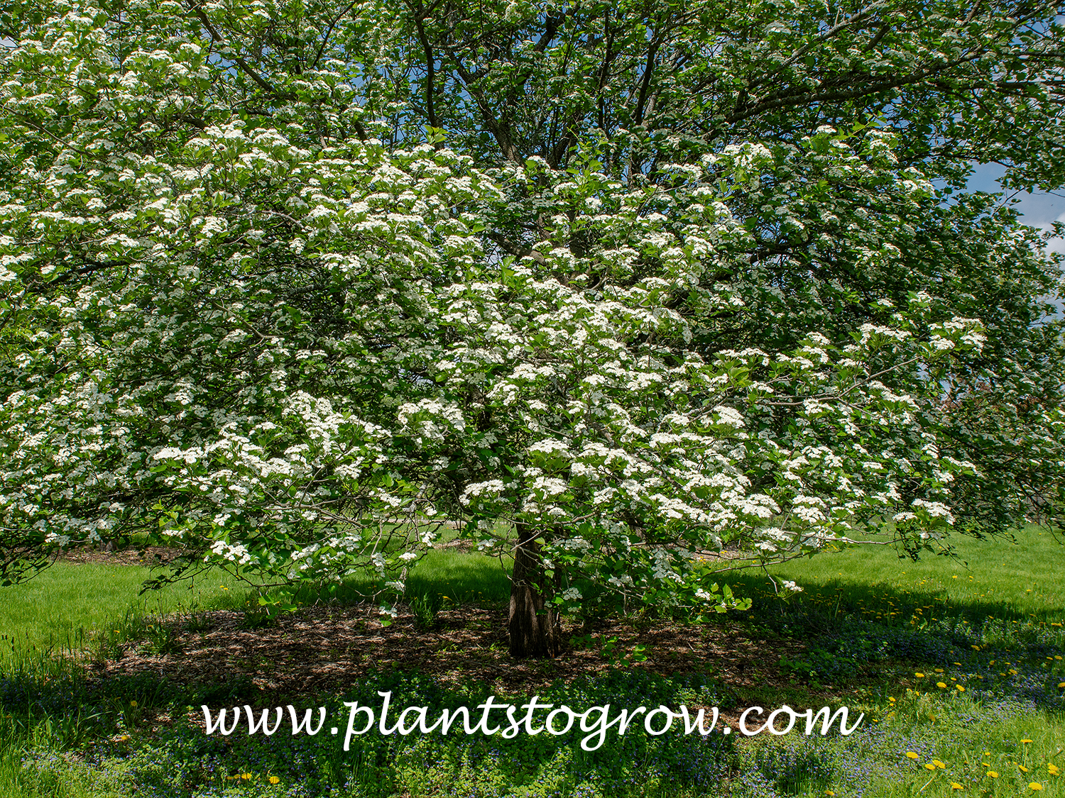 Snowbird Hawthorn (Crataegus x mordenedsis) | Plants To Grow Plants ...