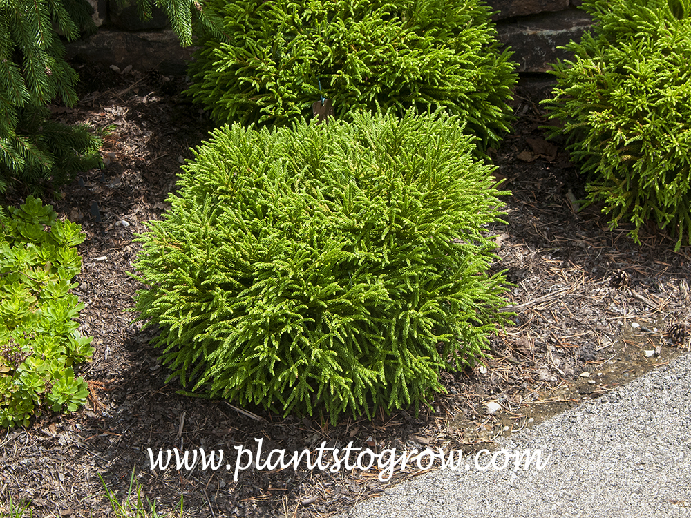 Little Champion Japanese Cedar (Cryptomeria japonica) | Plants To Grow ...