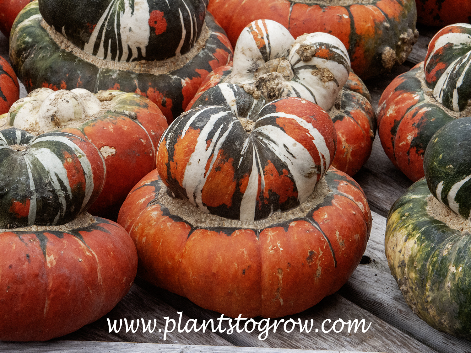 Turban Squash (Curcurbitia maxima) | Plants To Grow Plants Database by ...