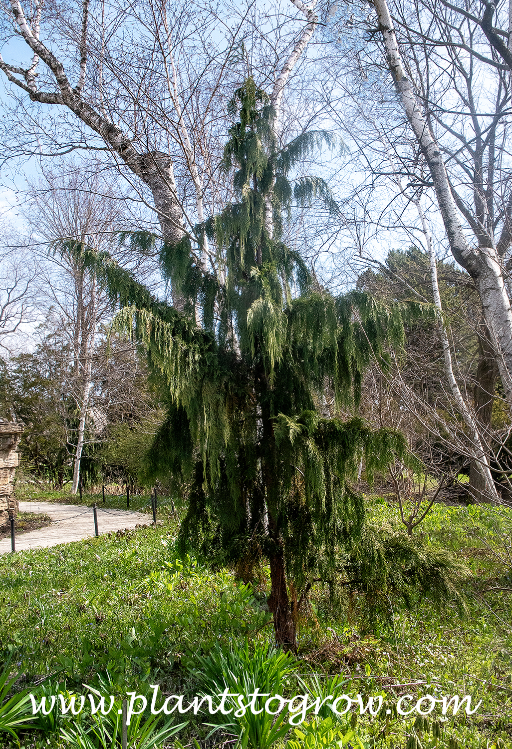 Blue Weeping Alaskan Cedar (Chamaecyparis nooktkatensis Glauca Pendula ...