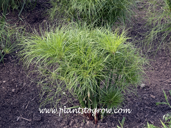 Prince Tut Cyperus (Cyperus papyrus) | Plants To Grow Plants Database ...
