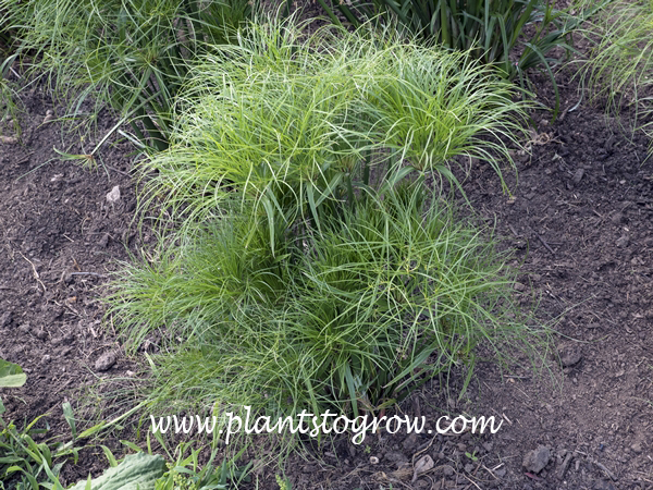 Prince Tut Cyperus (Cyperus papyrus) | Plants To Grow Plants Database ...