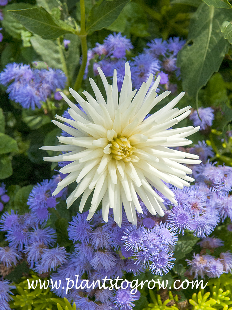 Prince Charming Dahlia (Dahlia) | Plants To Grow Plants Database by ...