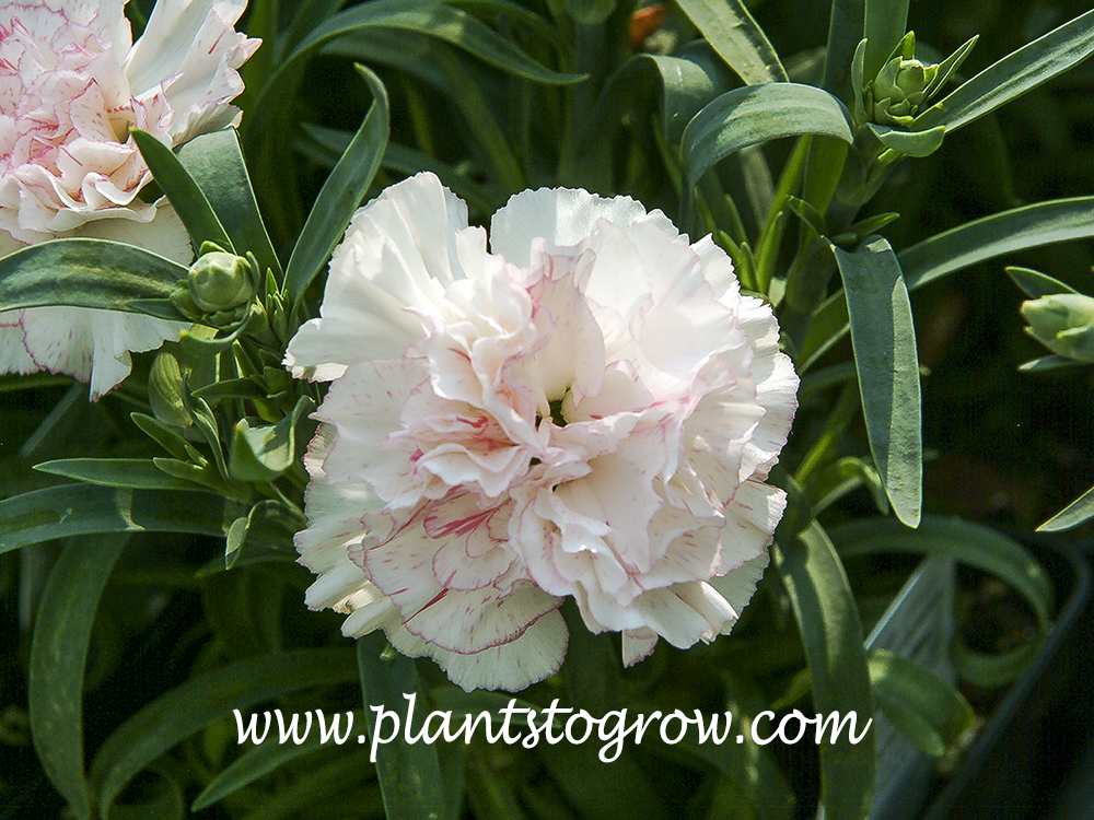 Adorable Carnation series (Dianthus caryophyllus) | Plants To Grow ...