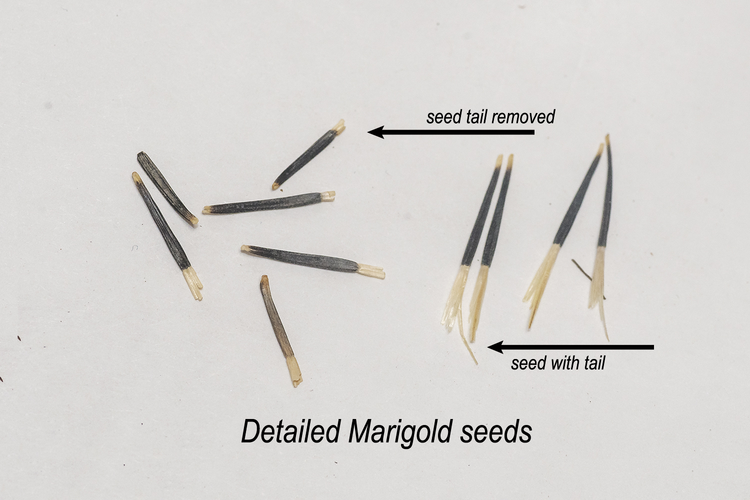 detailed seeds | Plants To Grow Plants Database by Paul S. Drobot
