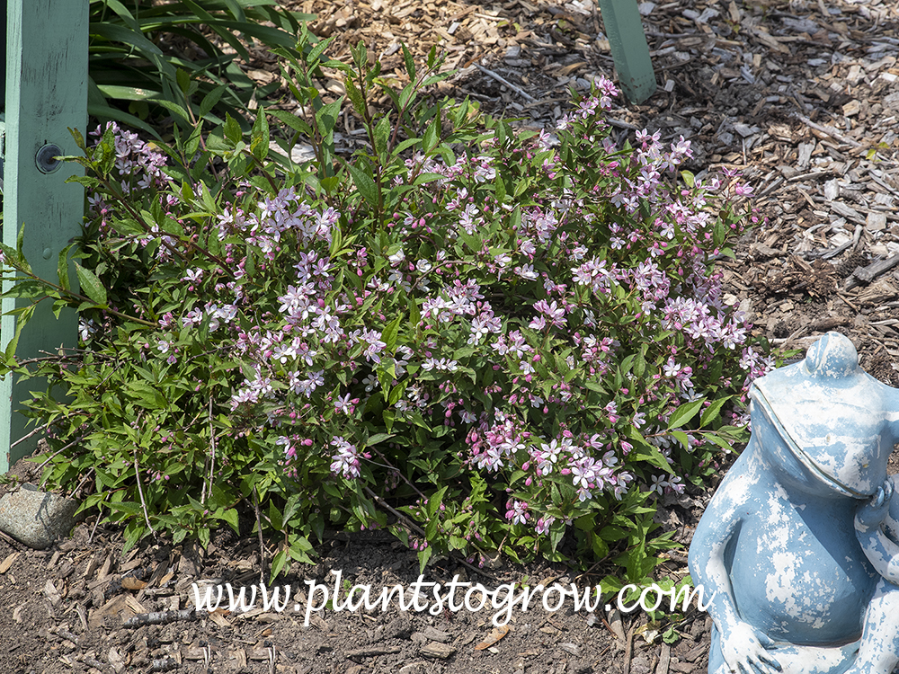 Yuki Cherry Blossom Deutzia (Deutzia) | Plants To Grow Plants Database ...