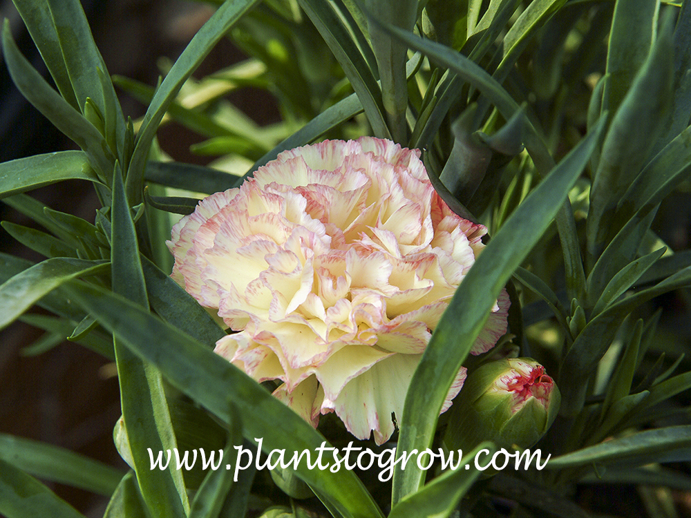 Adorable Carnation series (Dianthus caryophyllus) | Plants To Grow ...