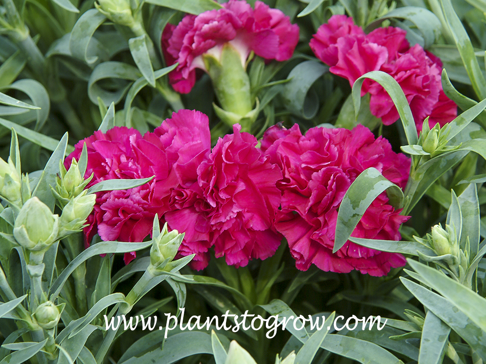 Adorable Carnation series (Dianthus caryophyllus) | Plants To Grow ...