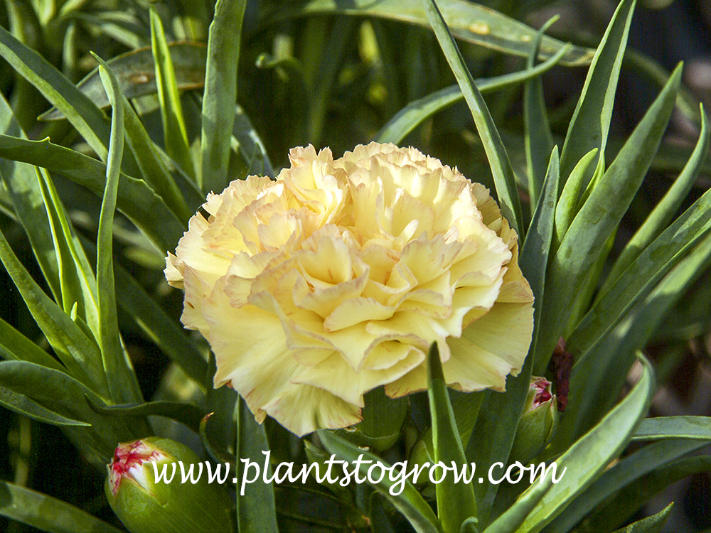Adorable Carnation series (Dianthus caryophyllus) | Plants To Grow ...