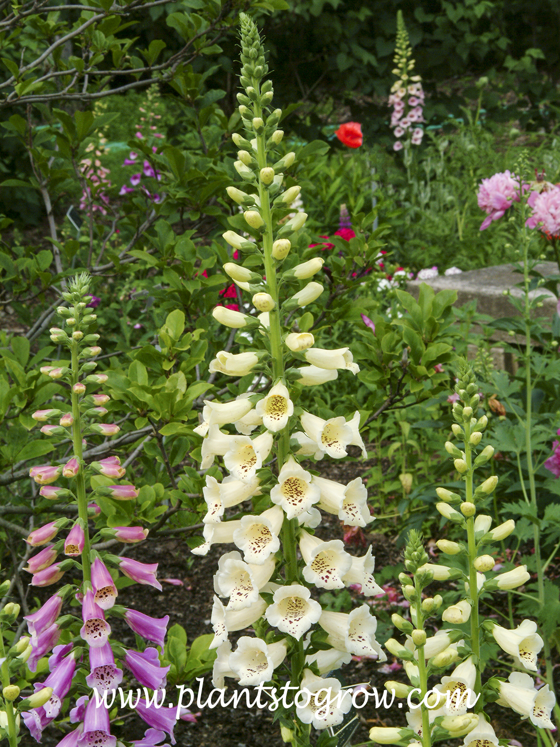 Digitalis 'Excelsior' (Digitalis) | Plants To Grow Plants Database by ...