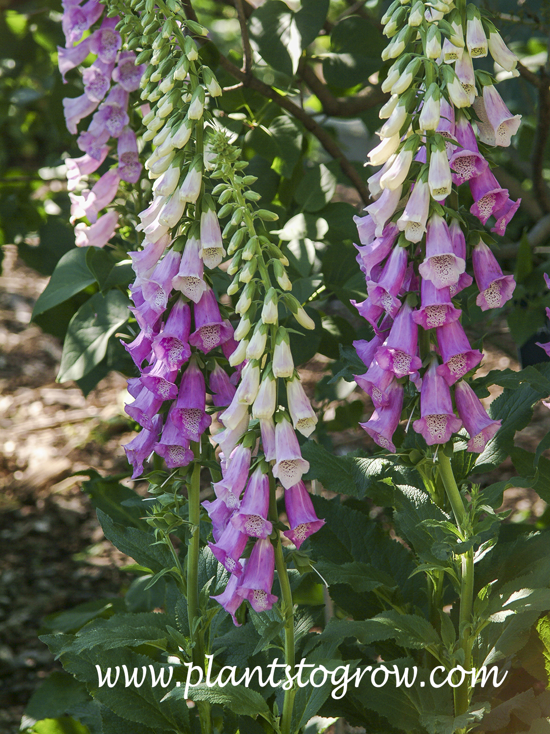 Digitalis 'Excelsior' (Digitalis) | Plants To Grow Plants Database by ...