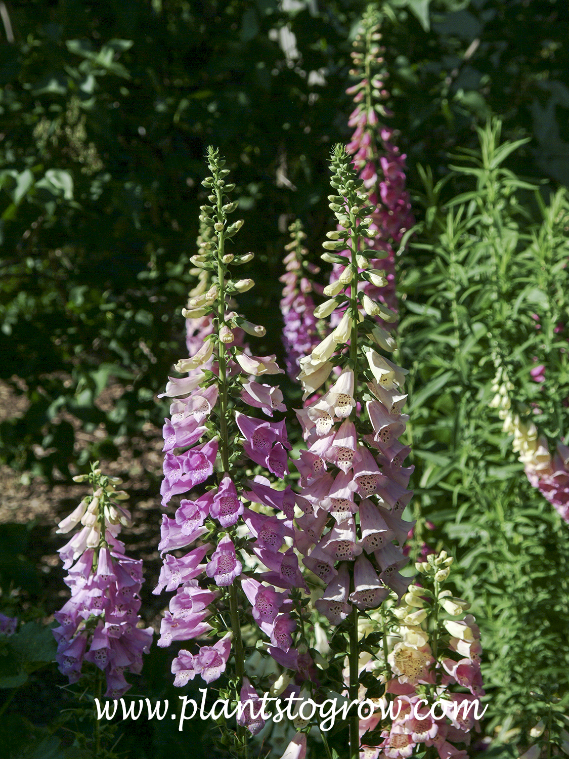 Digitalis 'Excelsior' (Digitalis) | Plants To Grow Plants Database by ...