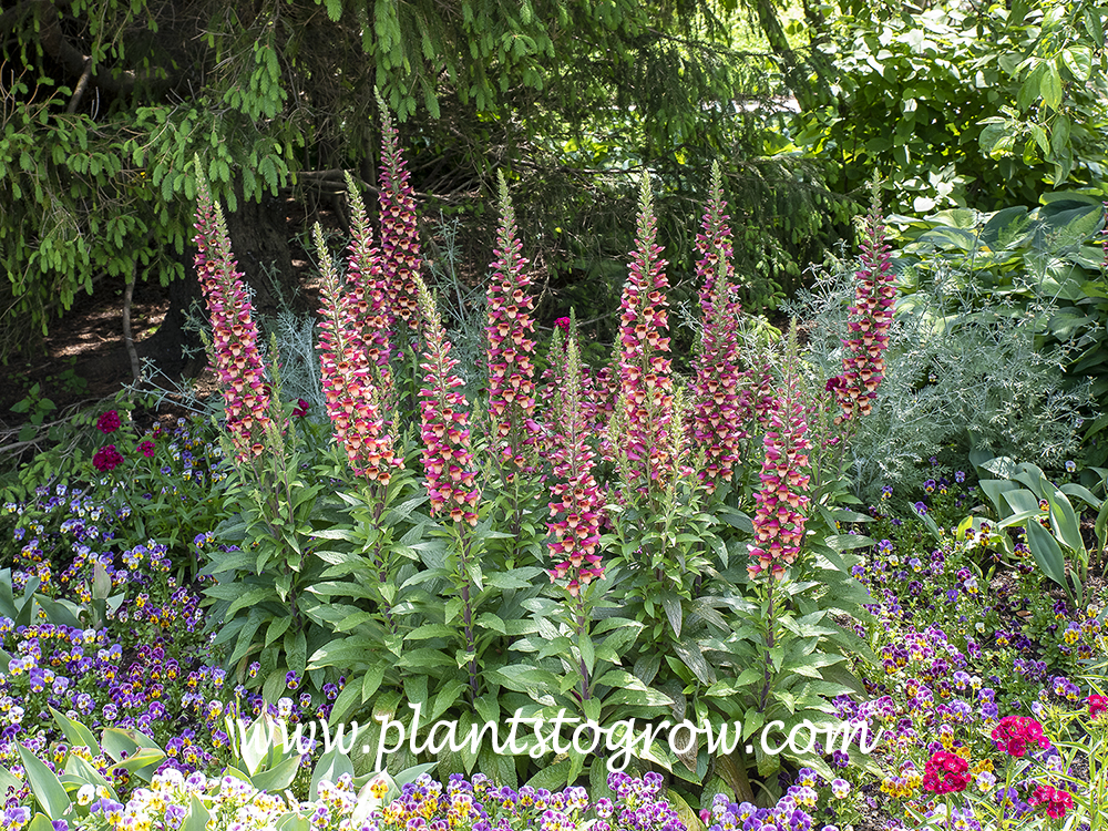 Foxlight Ruby Foxglove (Digitalis x valinii) | Plants To Grow Plants ...
