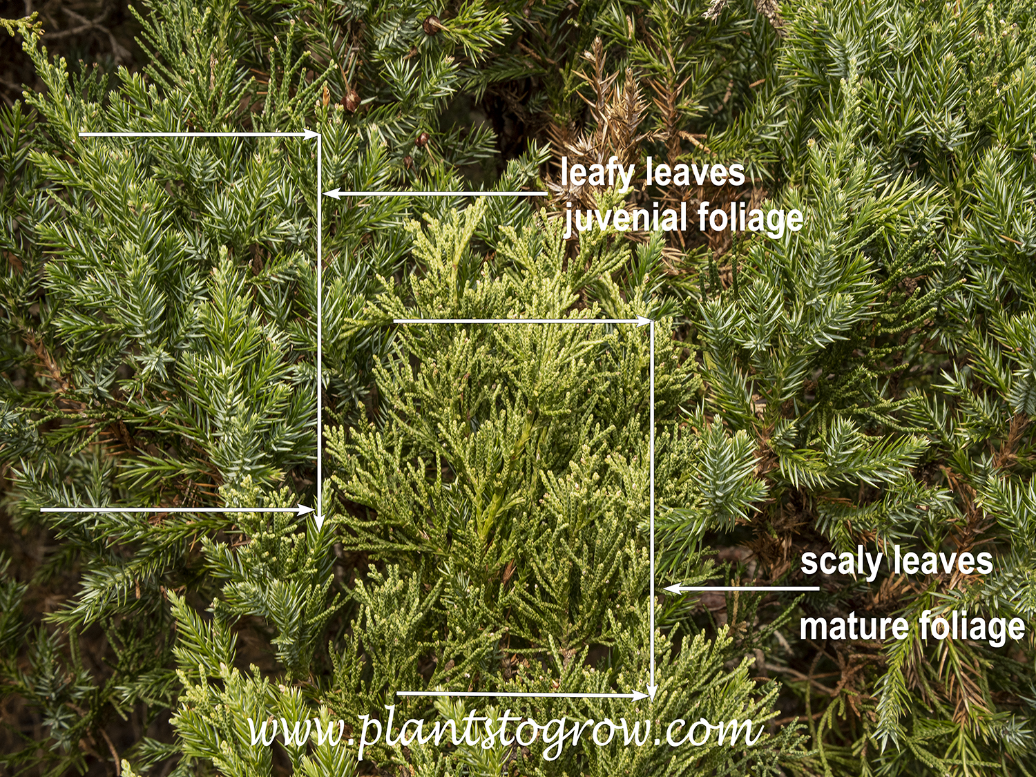 Dimorphism | Plants To Grow Plants Database by Paul S. Drobot