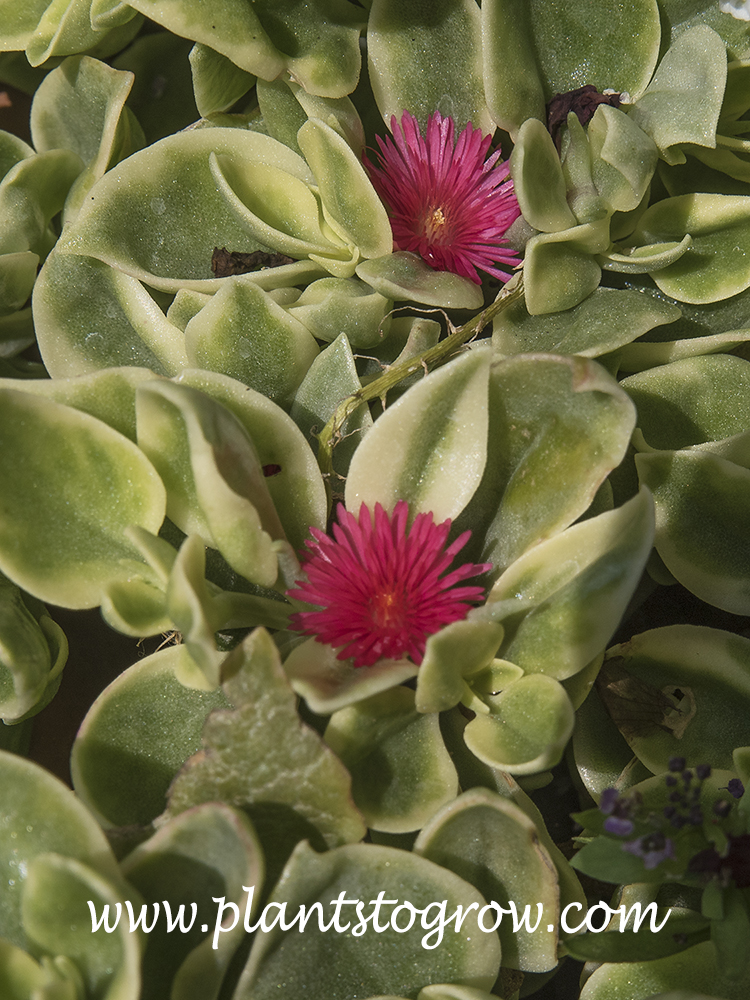 Mezoo Trailing Red Livingstone Daisy (Dorotheanthus bellidiformis ...
