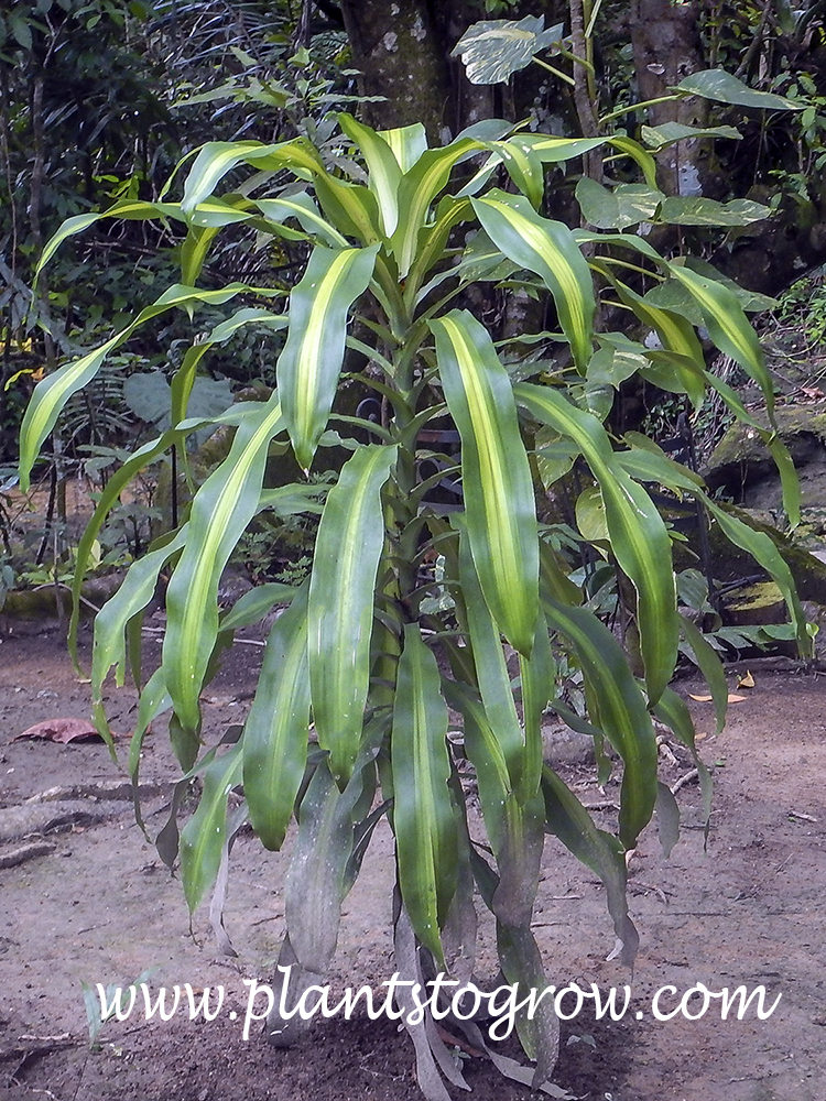 Corn Plant Dracaena | Plants To Grow Plants Database by Paul S. Drobot