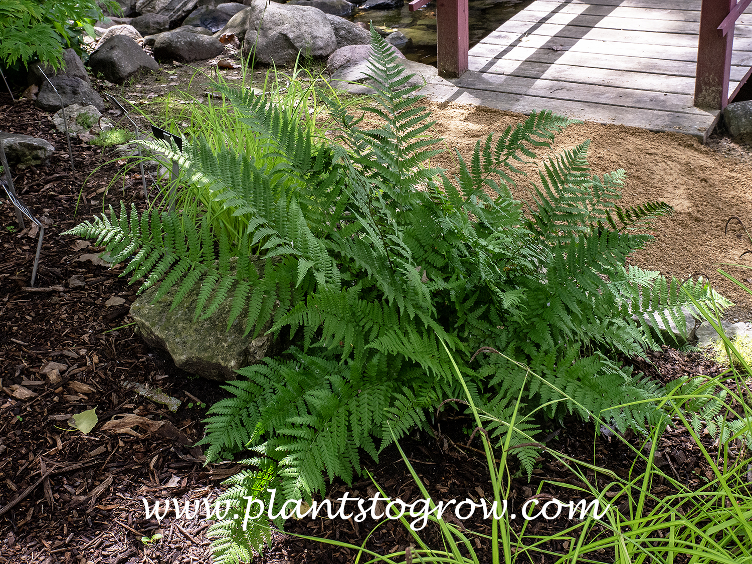 Scaly Buckler Fern (Dryopteris remota) | Plants To Grow Plants Database ...