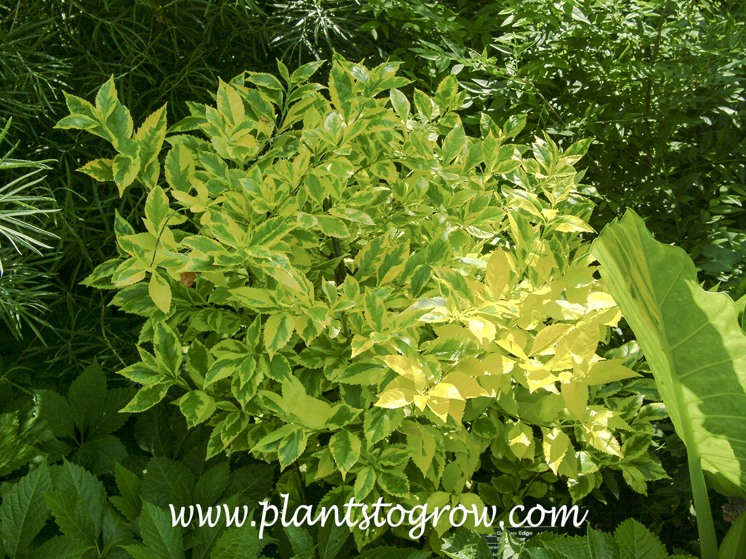 'Gold Edge' Golden Dew Drop (Duranta erecta) | Plants To Grow Plants ...