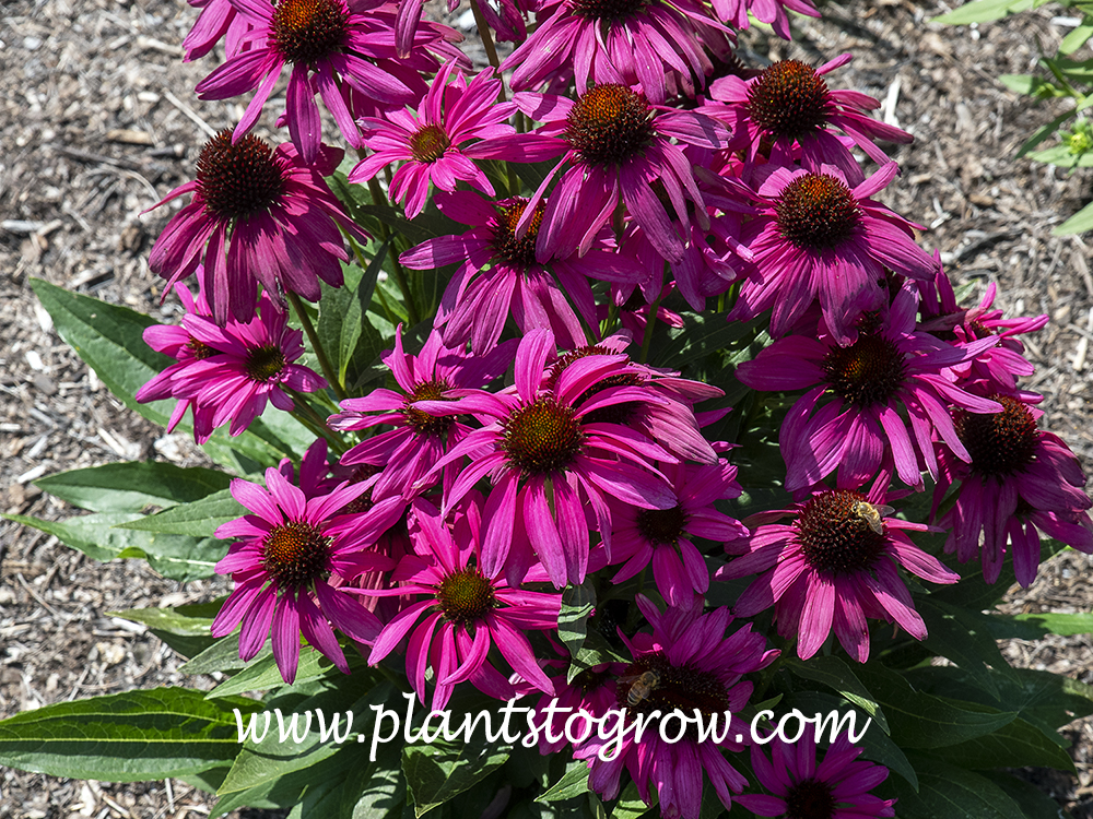 Butterfly Purple Emperor Coneflower (Echinacea) | Plants To Grow Plants ...